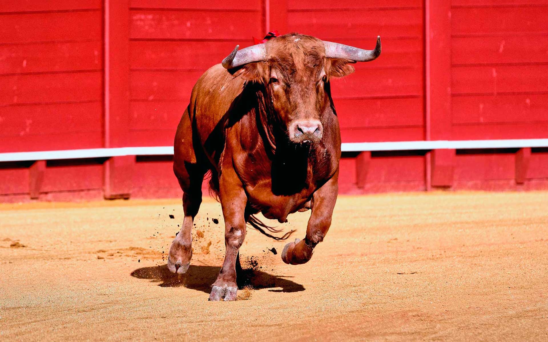 TOURADAS - Tudo o que precisas saber sobre as Touradas em Portugal